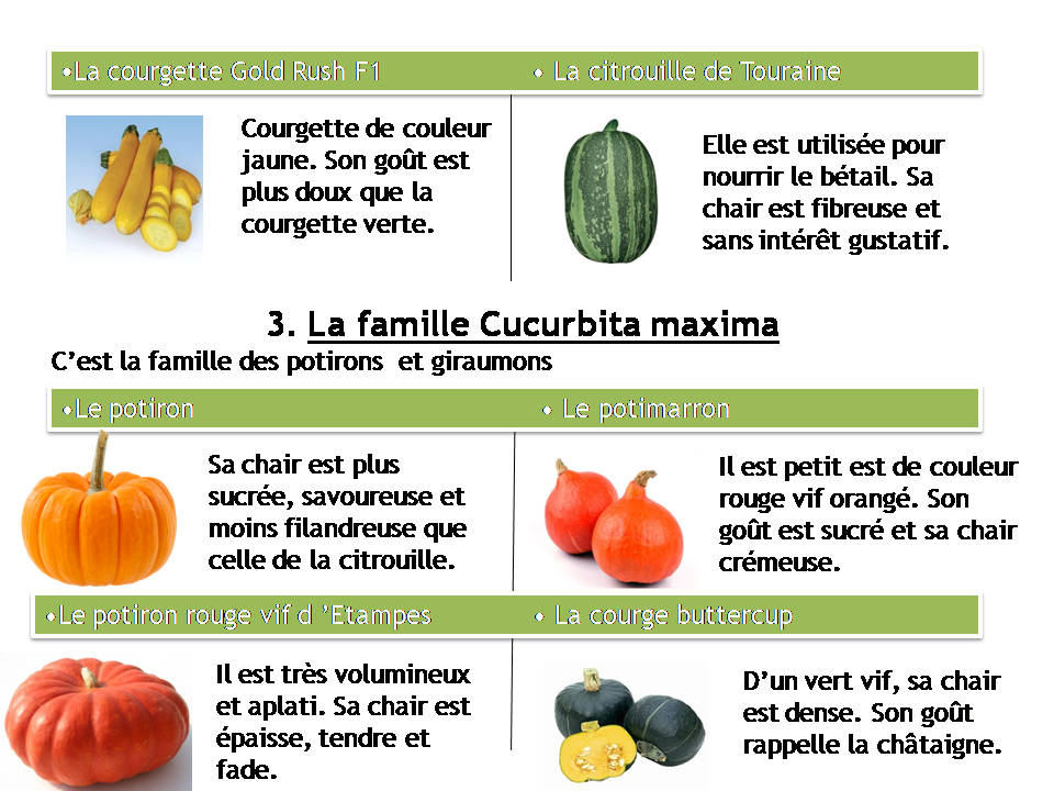 Les courges, incontournables en automne (partie 1)